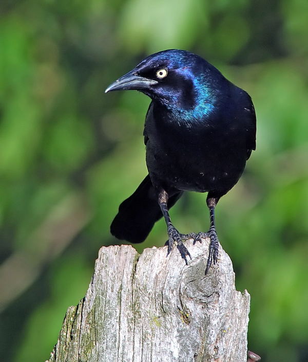 Vol 2, #6 – The Bronzed Grackle | Birds of the Bible For Kids