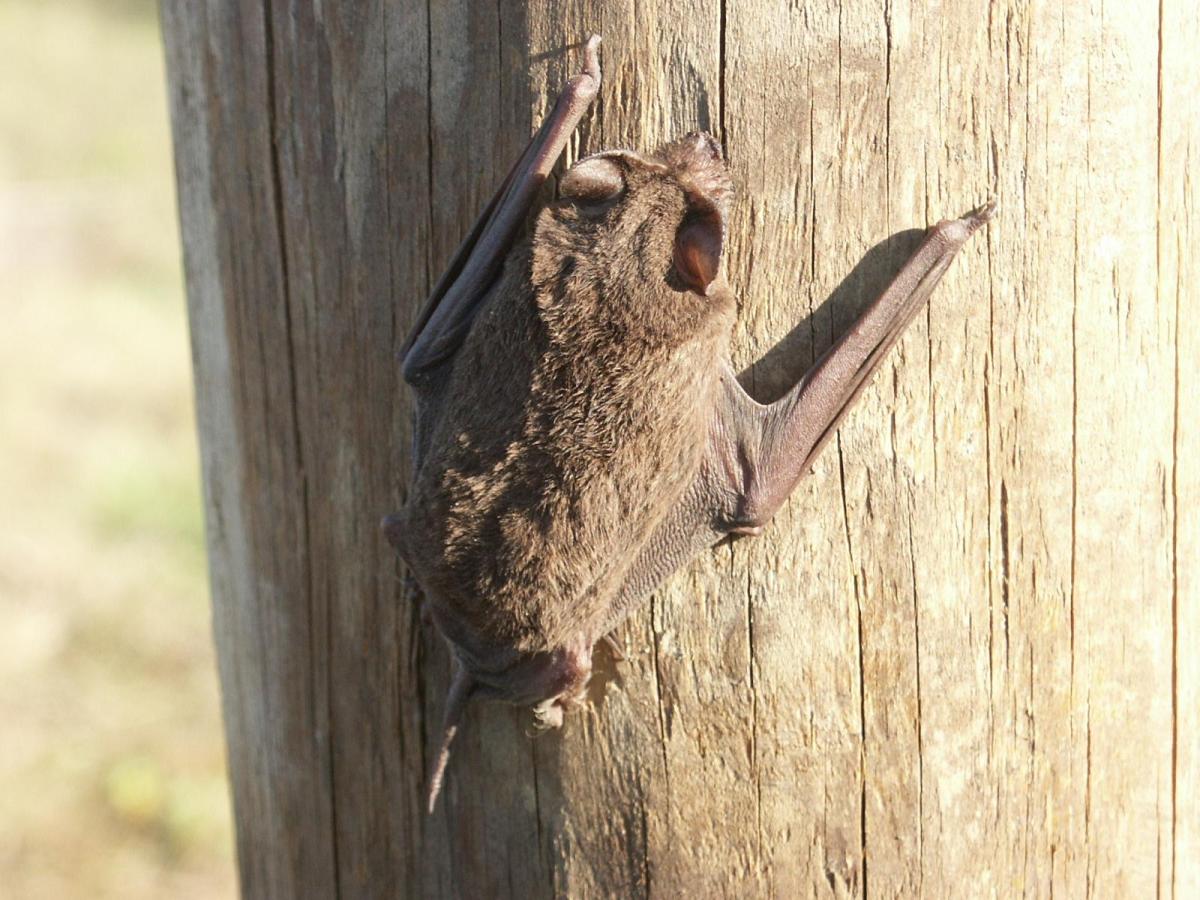 Bible Birds – The Bat? | Birds of the Bible For Kids