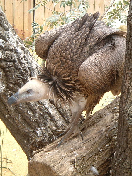 Griffon Vulture (Gyps fulvus) WikiC at Zoo | Birds of the Bible For Kids