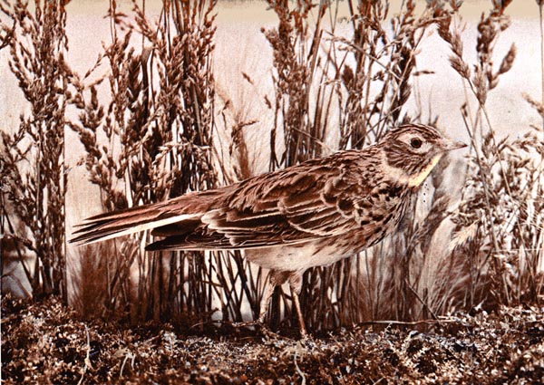 Vol 2 #2 – The Skylark | Birds of the Bible For Kids