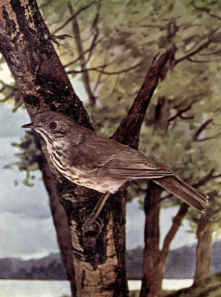 Vol. 2, No. 3 – The Hermit Thrush | Birds of the Bible For Kids