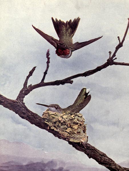 Vol. 2, No. 3 – The Ruby-Throated Humming Bird | Birds of the Bible For ...