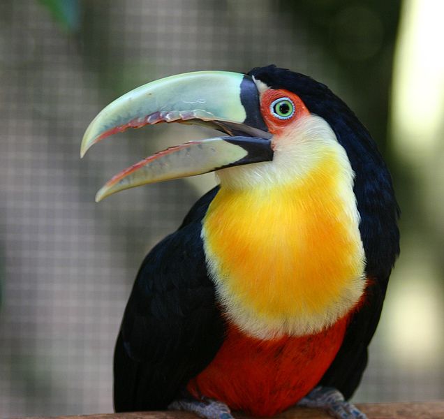 Wordless Toucan | Birds of the Bible For Kids