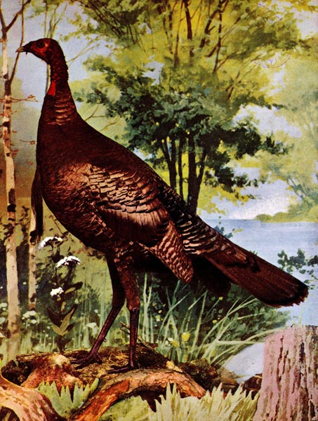 Vol. 2, No. 5 – The Wild Turkey | Birds of the Bible For Kids