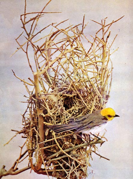 Vol 2, #6 – The Verdin | Birds of the Bible For Kids
