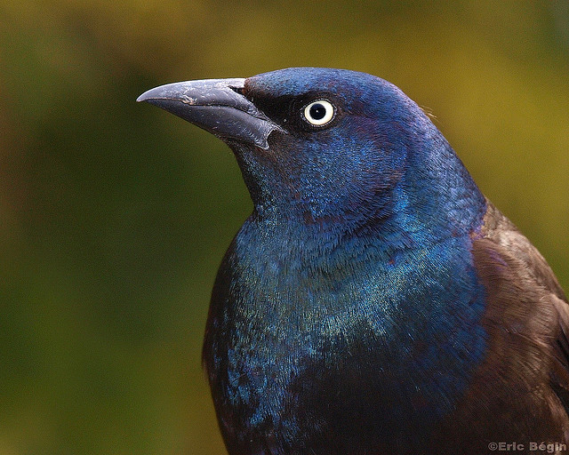 Vol 2, #6 – The Bronzed Grackle | Birds of the Bible For Kids