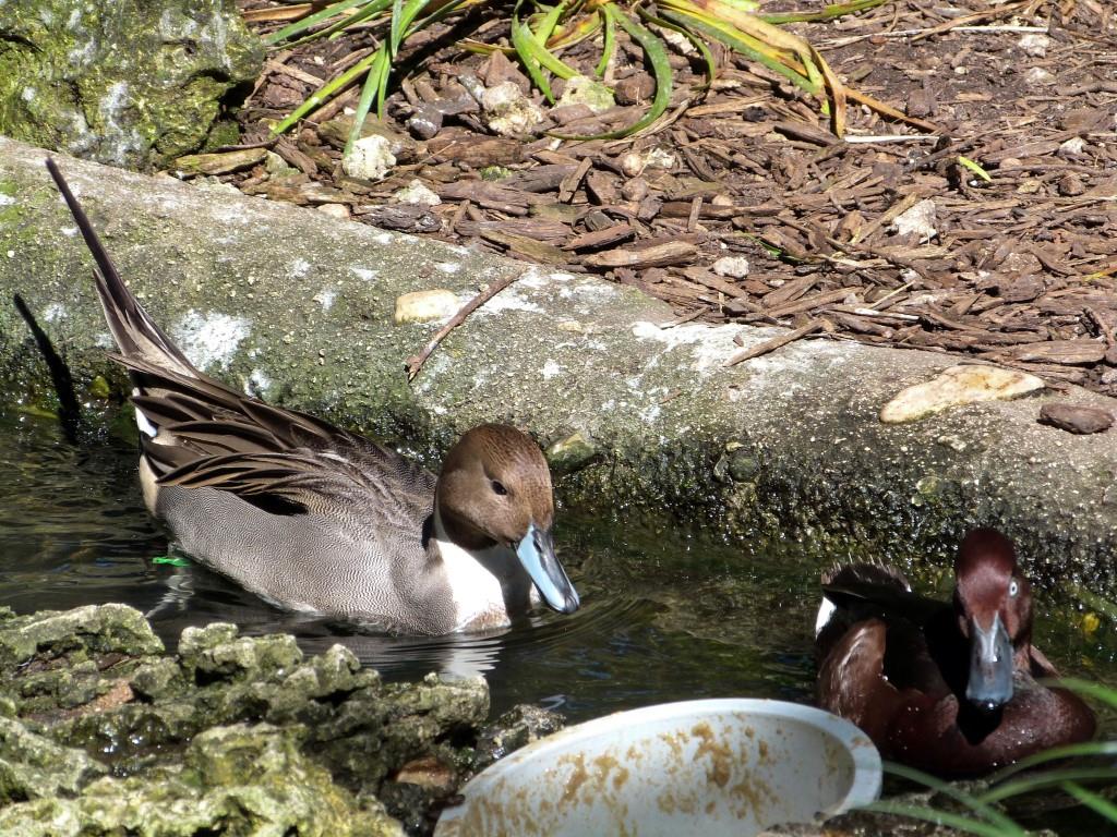 Bible Birds – Patience Of…. A Duck? | Birds of the Bible For Kids