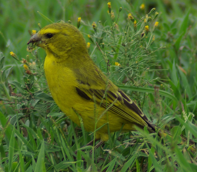 Brimstone Canary (Crithagra sulphurata) ©WikiC | Birds of the Bible For ...