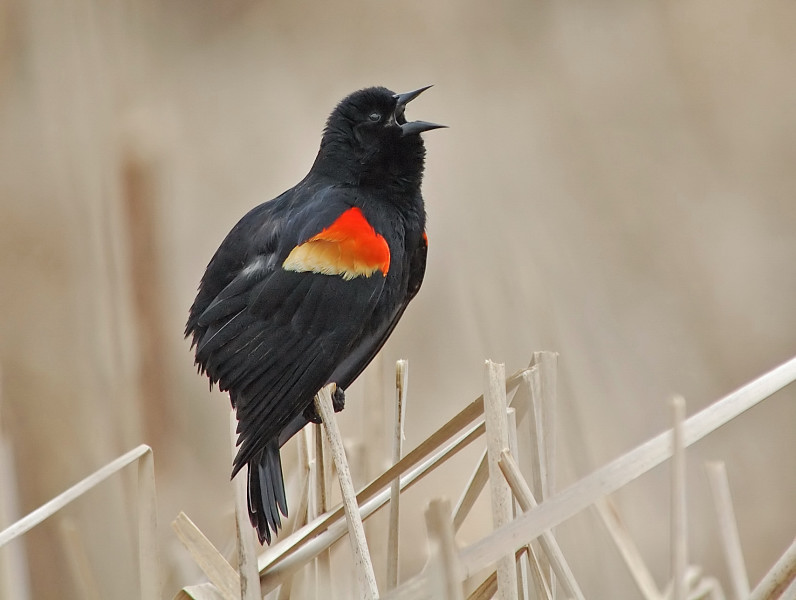 Redwing and Yellow Wing – Chapter 10 | Birds of the Bible For Kids