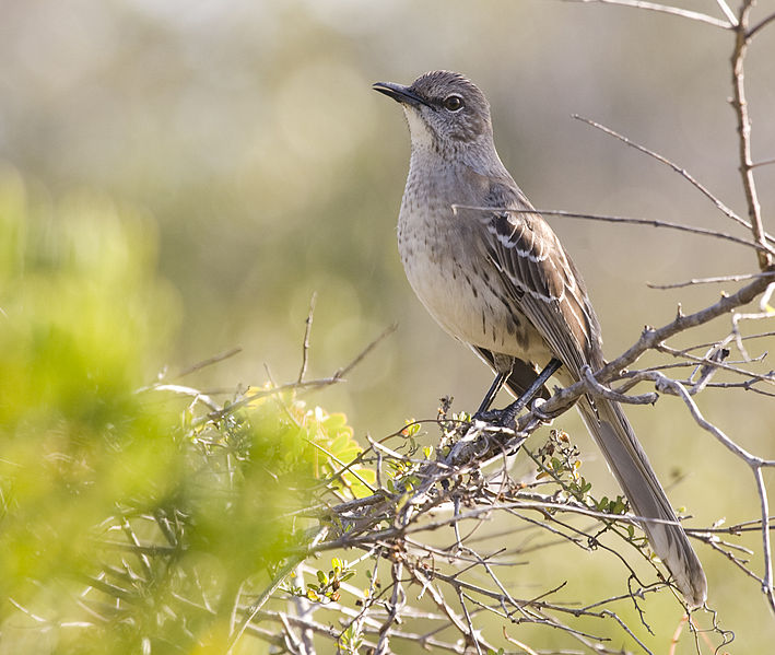 Concern For The Birds Of The Bahamas | Birds of the Bible For Kids