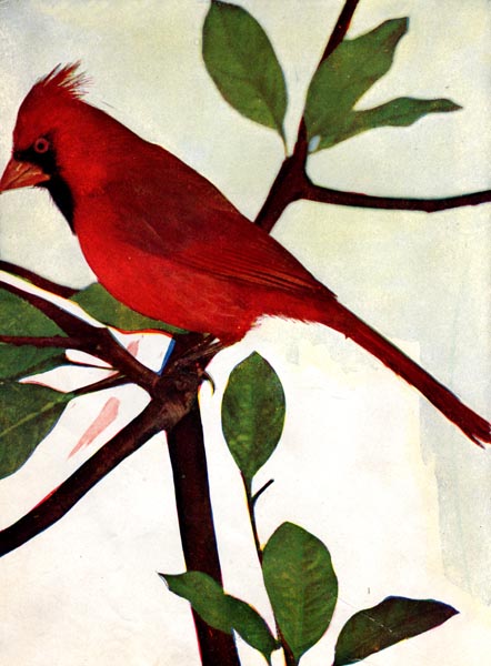 Birds Vol 1 #2 – The American Red Bird | Birds of the Bible For Kids