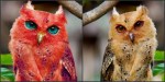 Birds of the Bible – Who Colored These Originally? | Birds of the Bible ...
