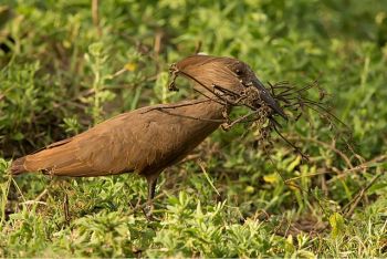 The Hamerkop Has It’s Own Family | Birds of the Bible For Kids