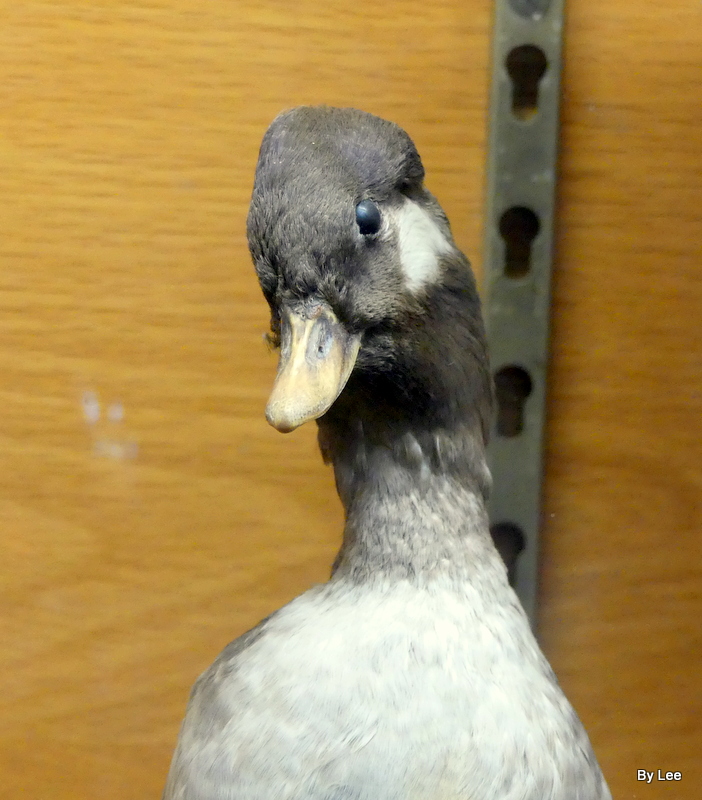 Waterman Bird Collection – Part I | Birds of the Bible For Kids